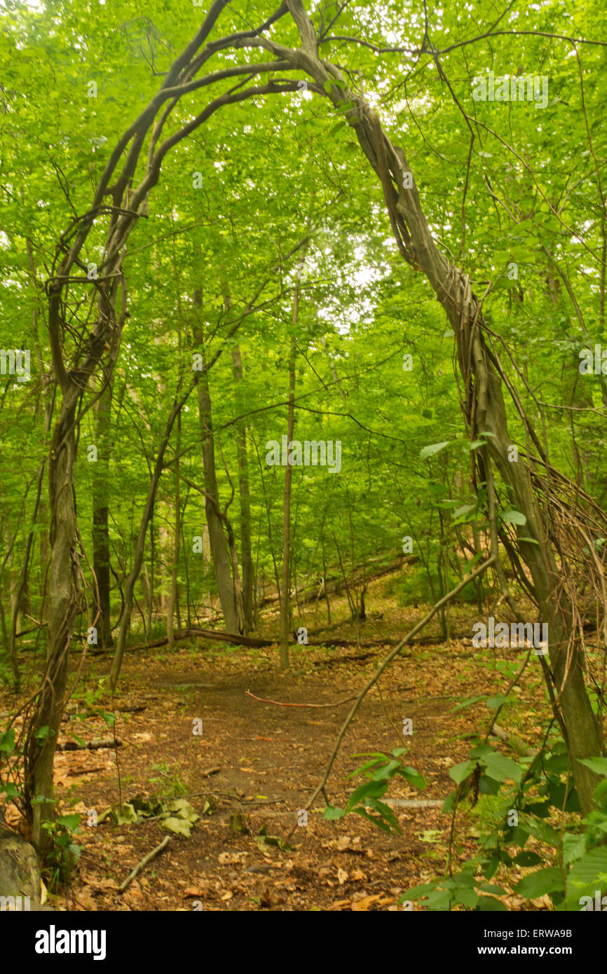 Archway made from trees and vines creates doorway along woodland path ...