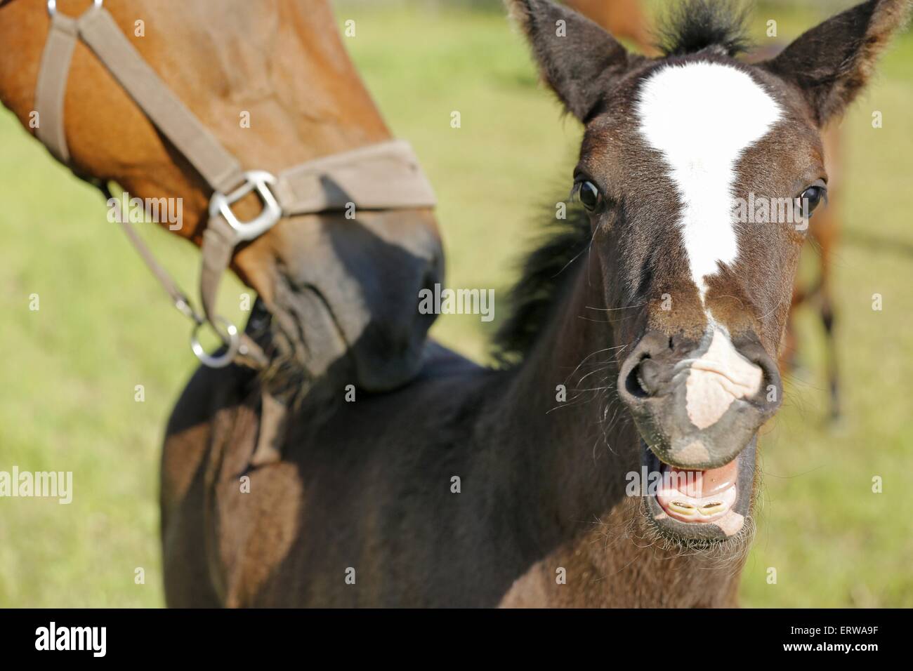 Submissive behavior animals hi-res stock photography and images - Alamy