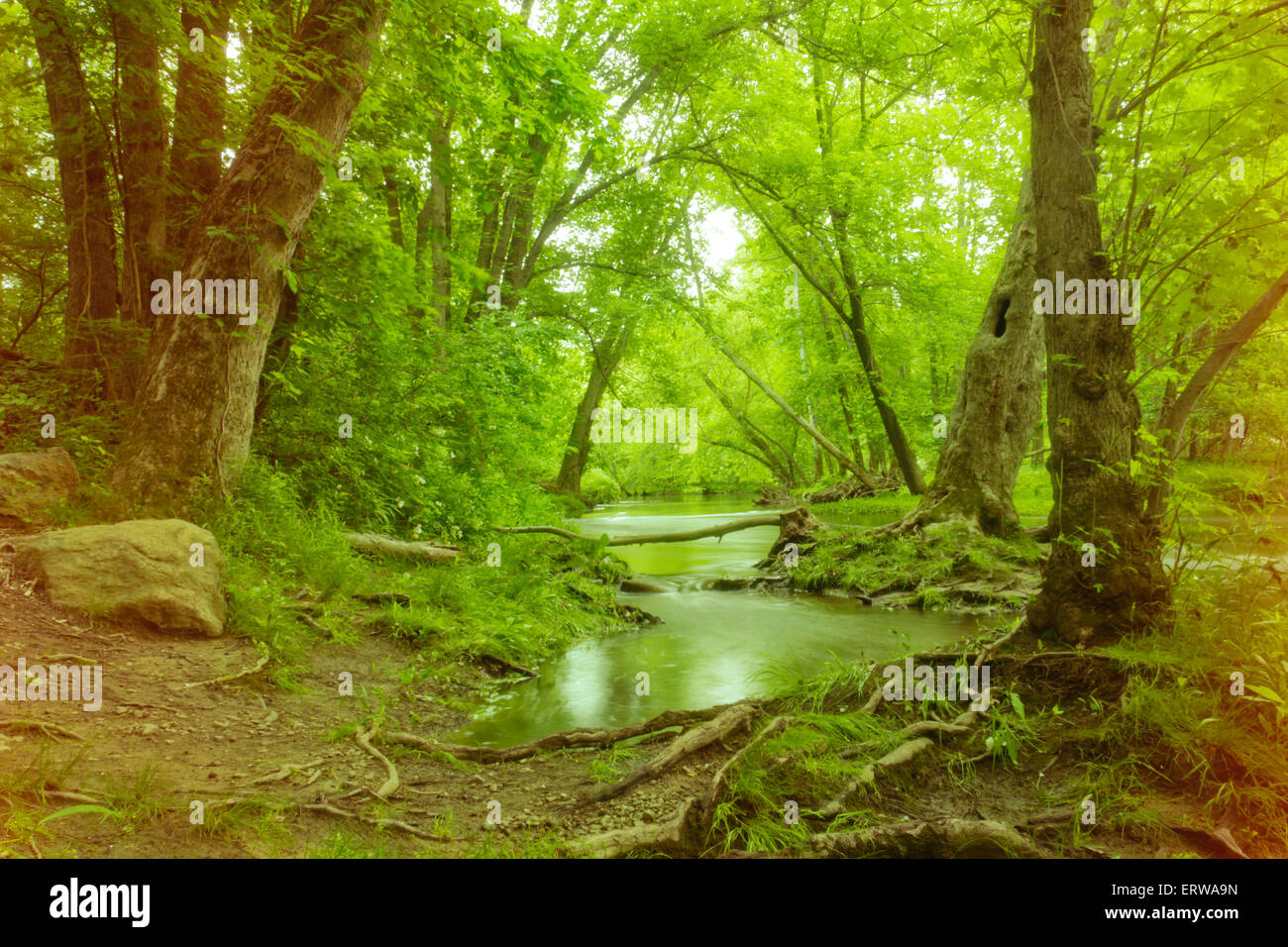 Magical summer swamp deep in the forest with leaning oak trees creating ...