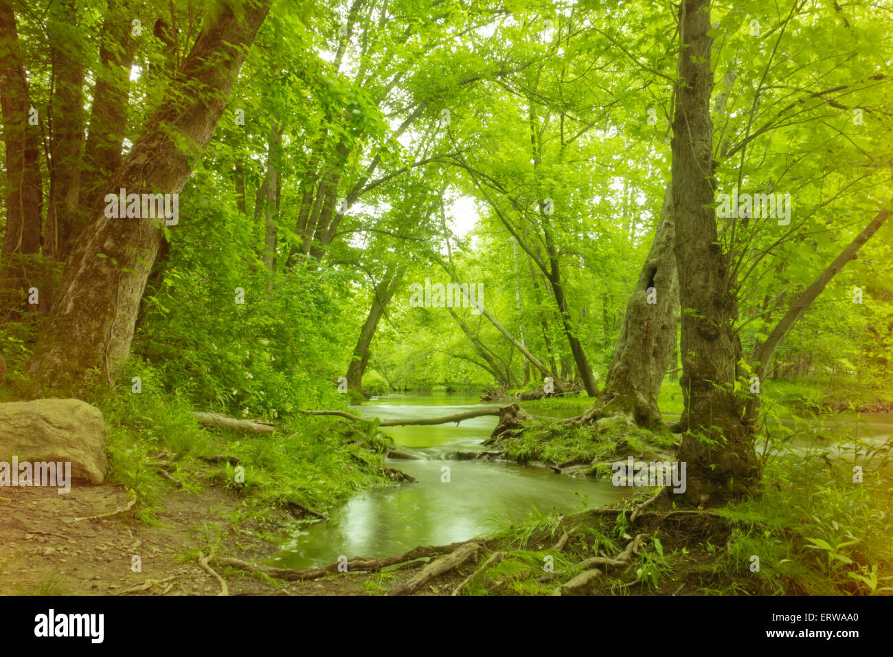 Magical summer swamp deep in the forest with leaning oak trees creating ...
