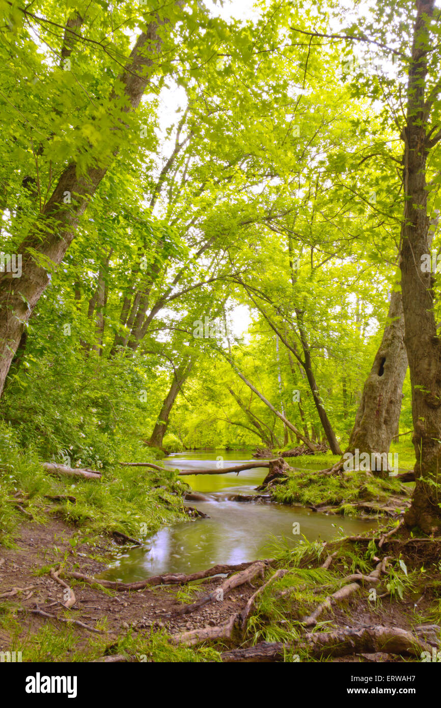 Magical summer swamp deep in the forest with leaning oak trees creating ...