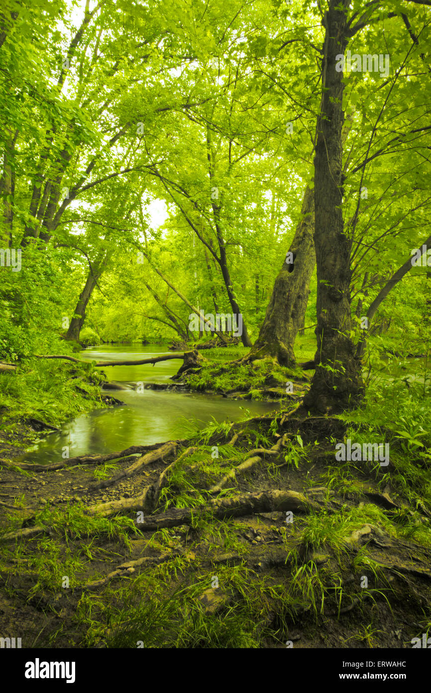 Magical summer swamp deep in the forest with leaning oak trees creating ...