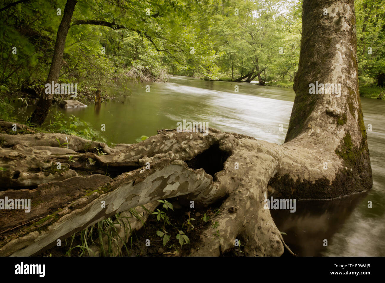 American sycamore platanus occidentalis hi-res stock photography and ...