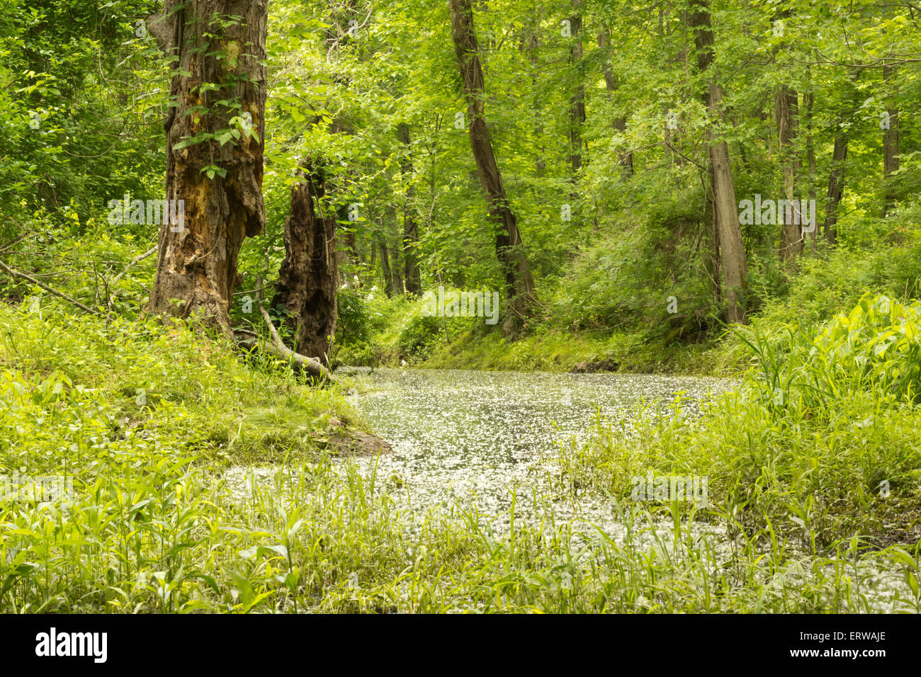 Magical summer swamp deep in the forest with falling wildflower petals ...