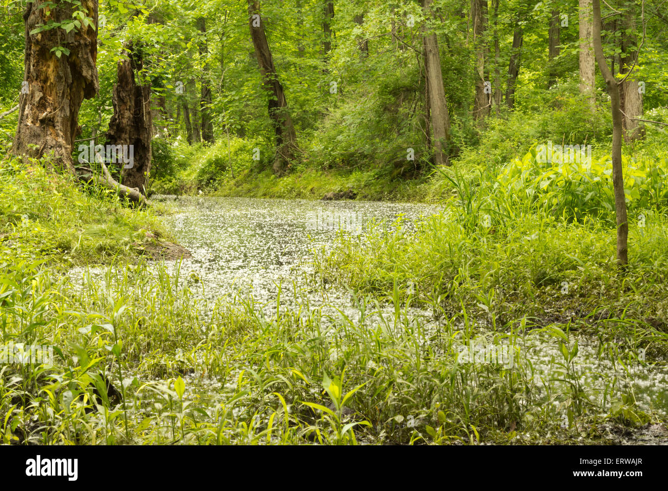 Magical summer swamp deep in the forest with falling wildflower petals ...