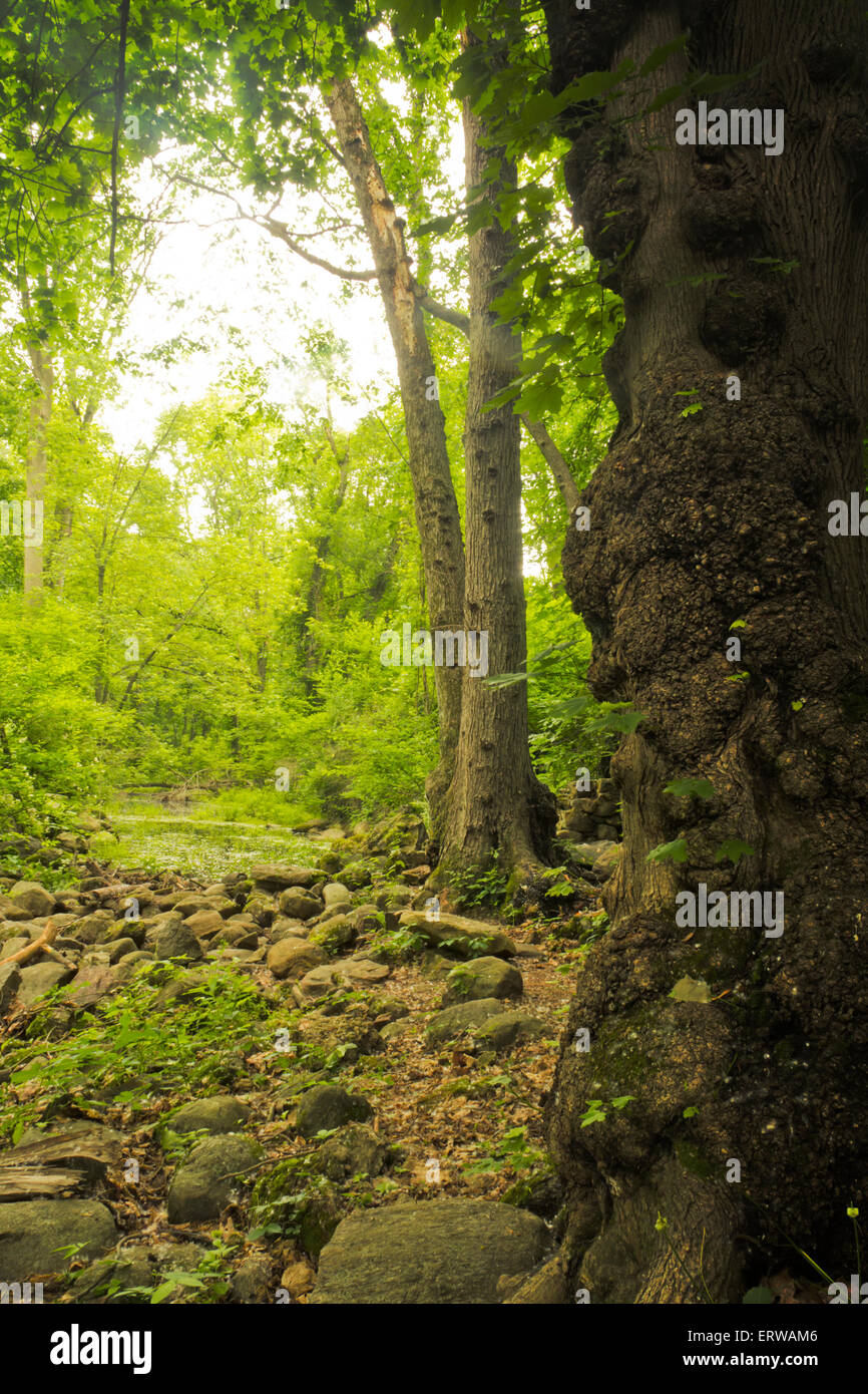 Magical summer swamp deep in the forest with falling wildflower petals ...