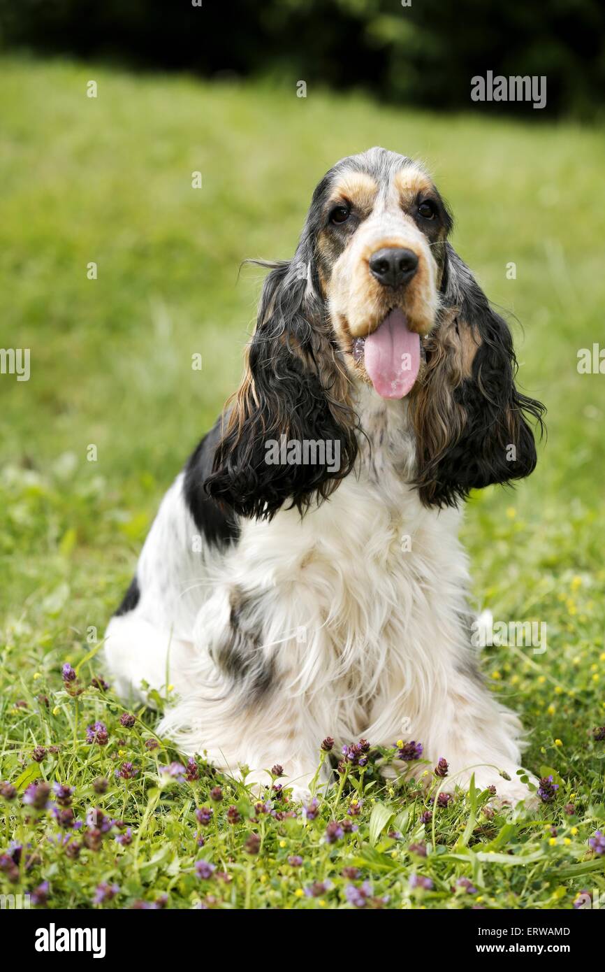sitting English Cocker Spaniel Stock Photo - Alamy