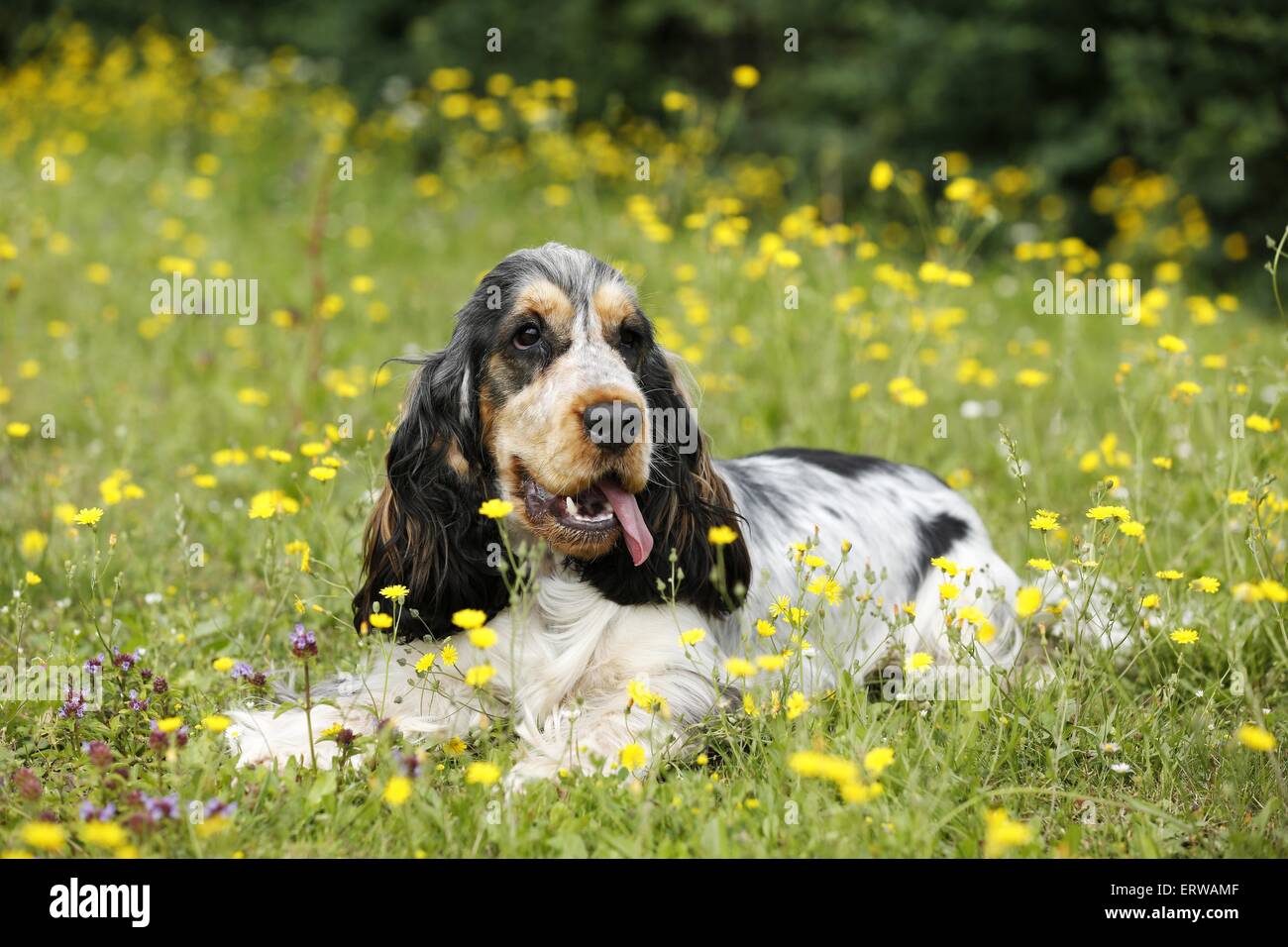 lying English Cocker Spaniel Stock Photo - Alamy