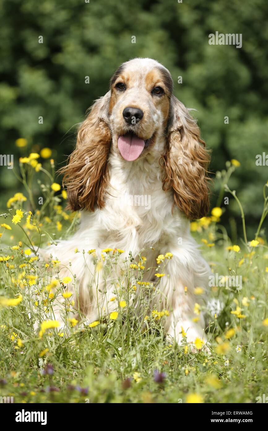 sitting English Cocker Spaniel Stock Photo - Alamy