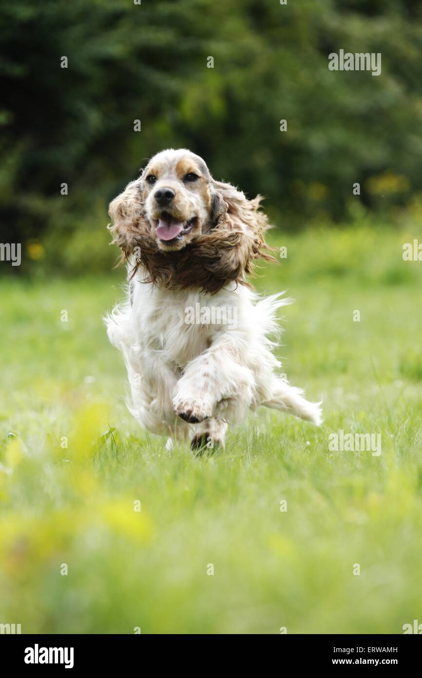 running English Cocker Spaniel Stock Photo - Alamy
