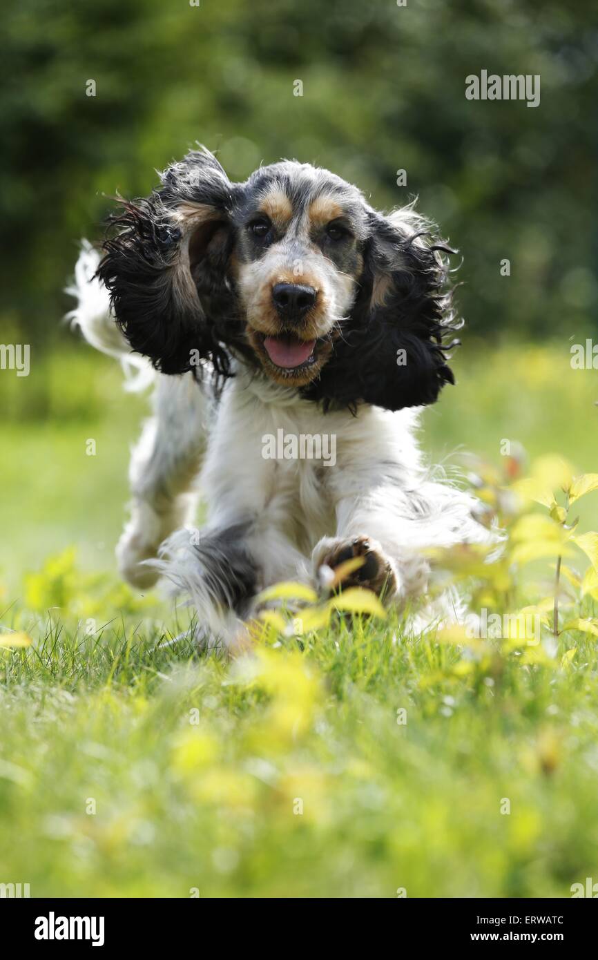 running English Cocker Spaniel Stock Photo - Alamy