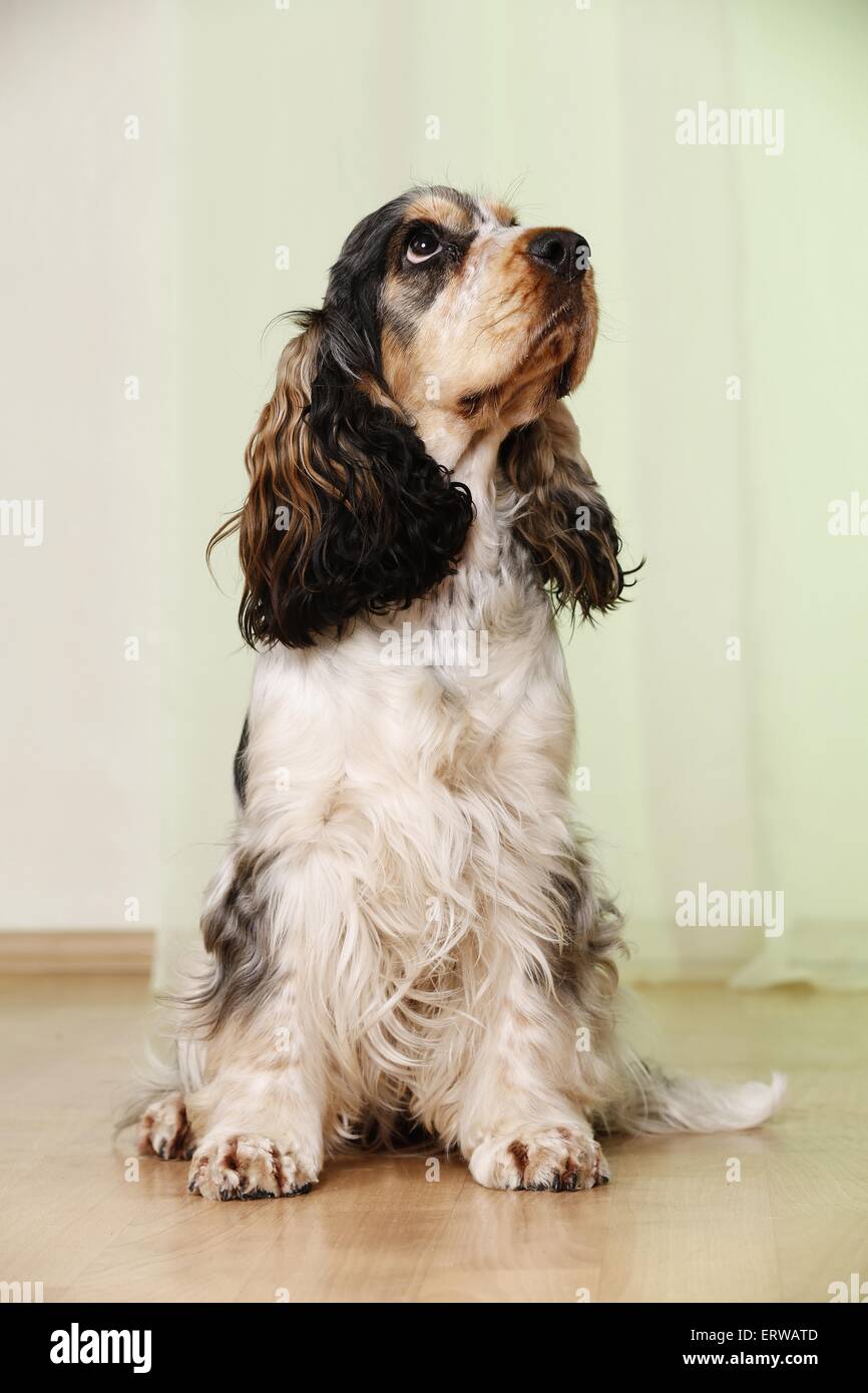 sitting English Cocker Spaniel Stock Photo - Alamy