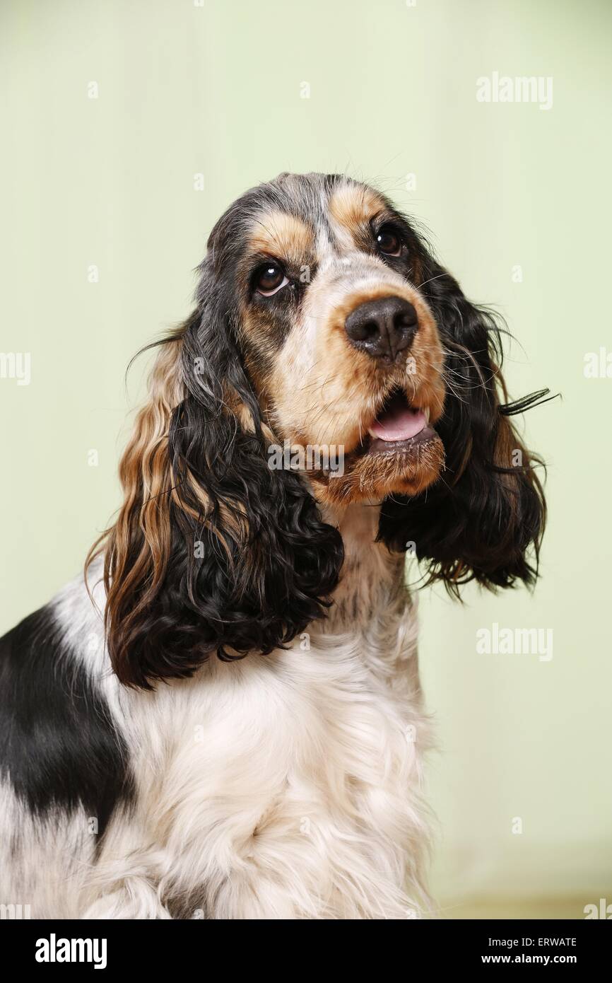 English Cocker Spaniel Portrait Stock Photo - Alamy