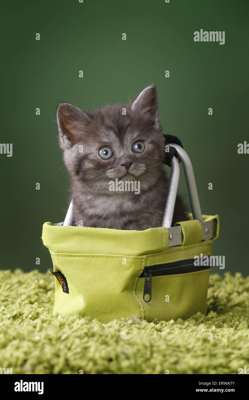 Cat carrying kitten hi-res stock photography and images - Alamy