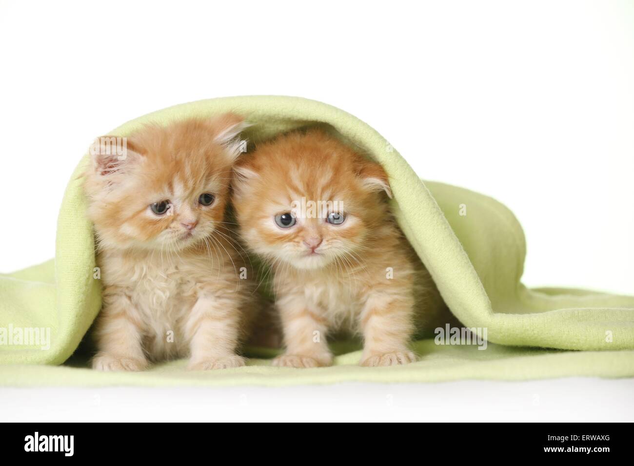 Persian cat ginger hi-res stock photography and images - Alamy