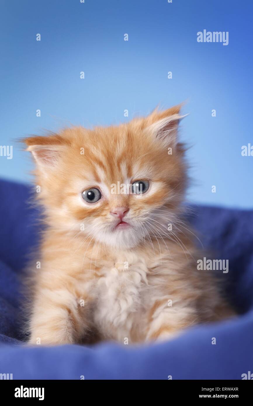 Persian cat ginger hi-res stock photography and images - Alamy