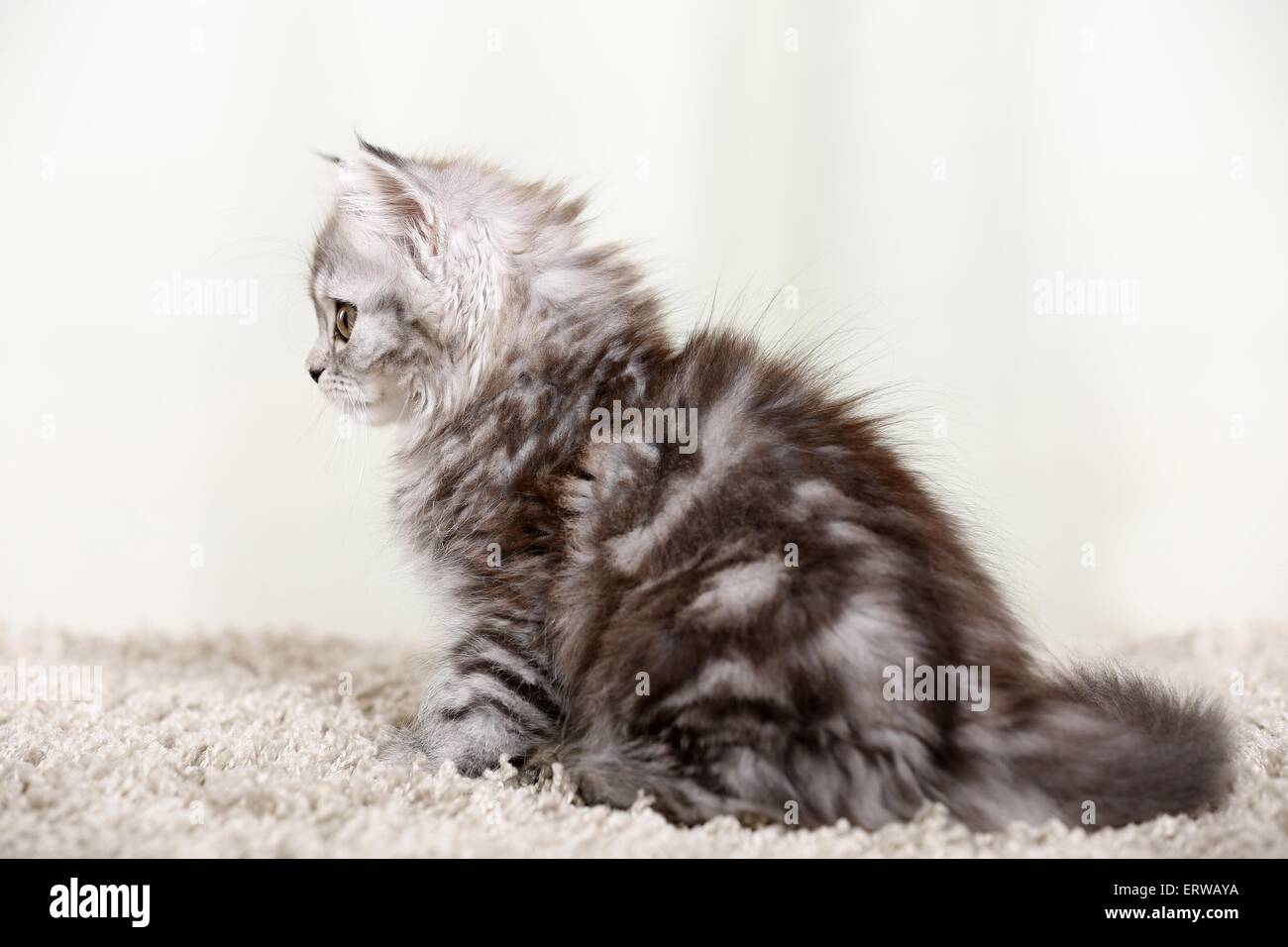 German Longhair Kitten Stock Photo - Alamy