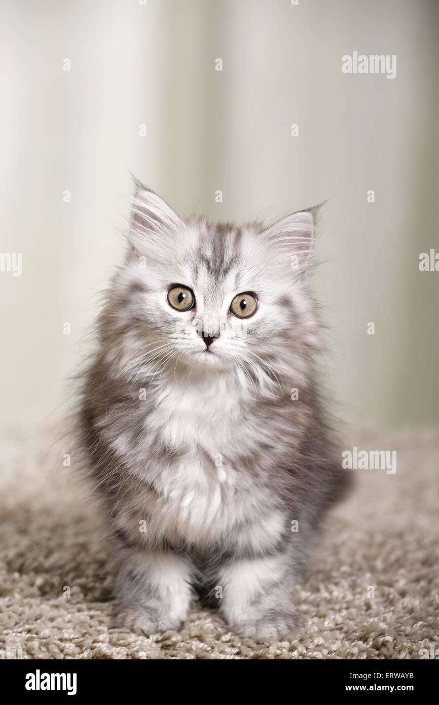 German Longhair Kitten Stock Photo - Alamy