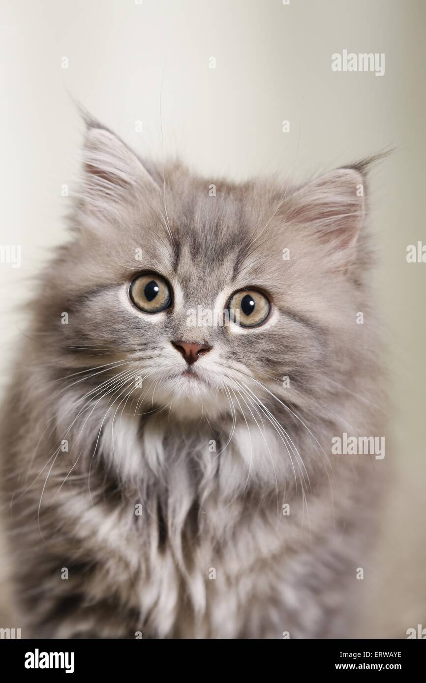 German Longhair Kitten Stock Photo - Alamy