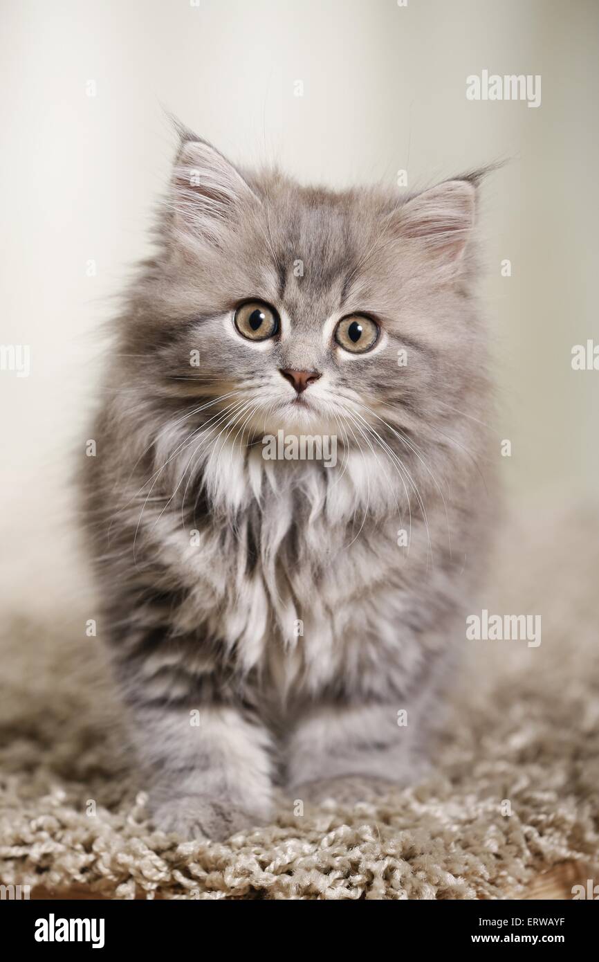 German Longhair Kitten Stock Photo - Alamy