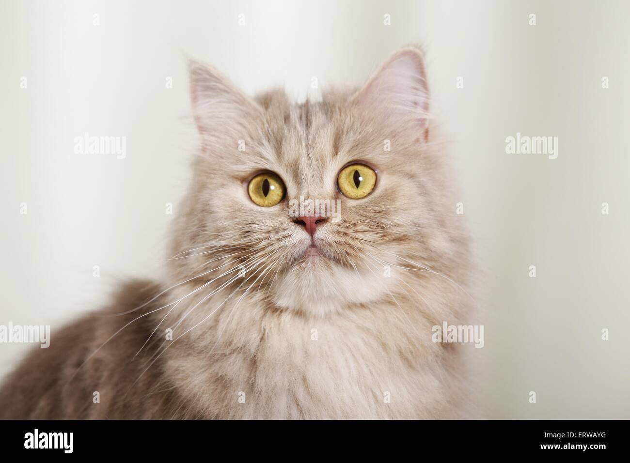 German Longhair Cat Portrait Stock Photo - Alamy