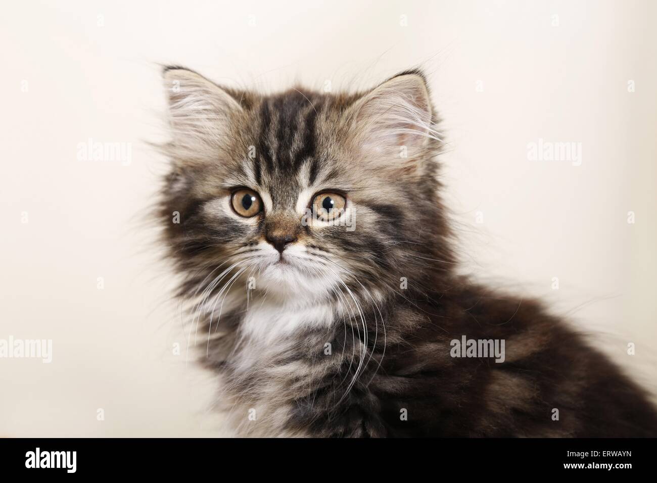 German Longhair Kitten Stock Photo - Alamy