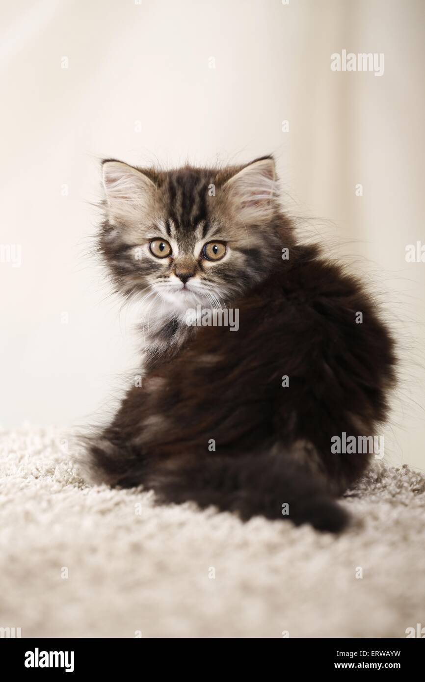 German Longhair Kitten Stock Photo - Alamy