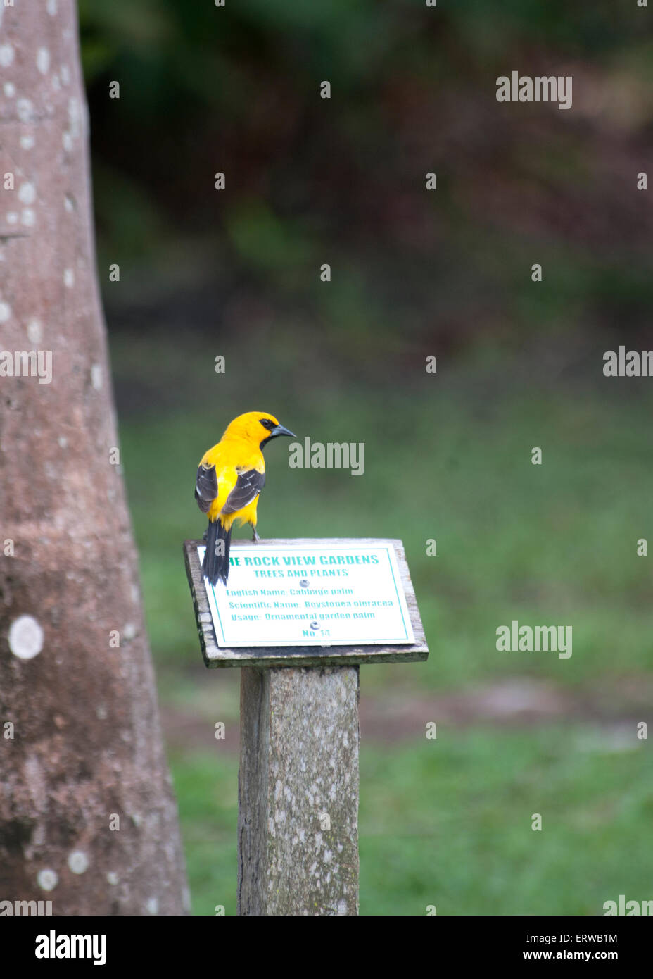 Yellow Oriole Guyana Stock Photo - Alamy