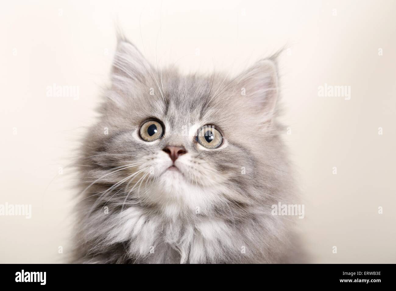 German Longhair Kitten Stock Photo - Alamy