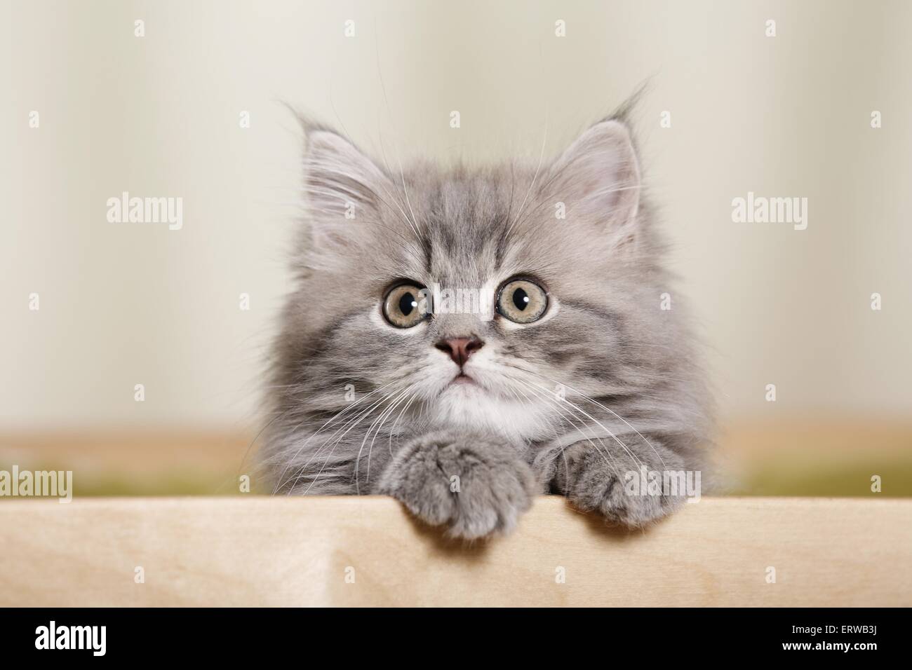 German Longhair Kitten Stock Photo - Alamy