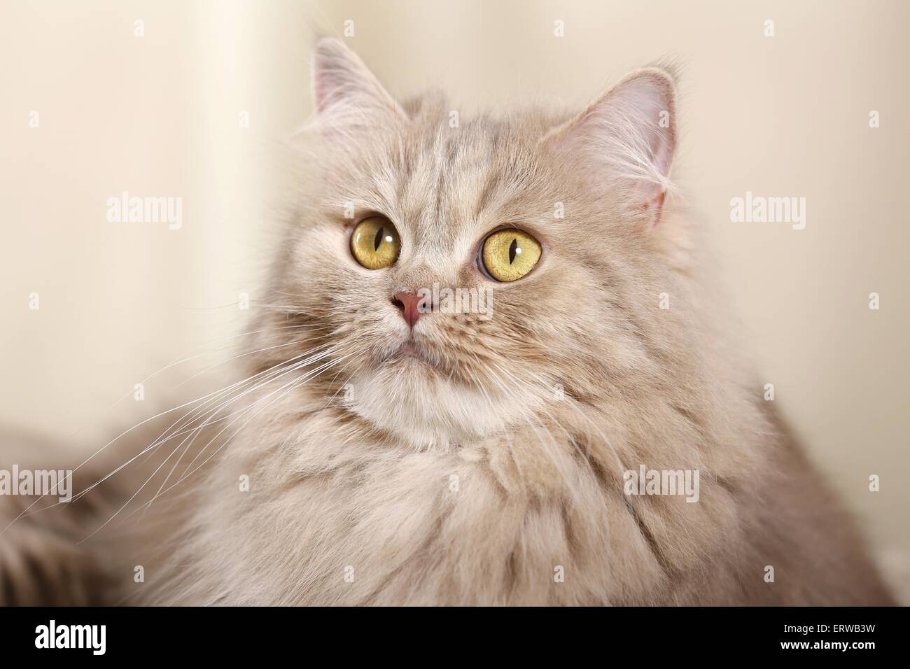 German Longhair Cat Portrait Stock Photo - Alamy