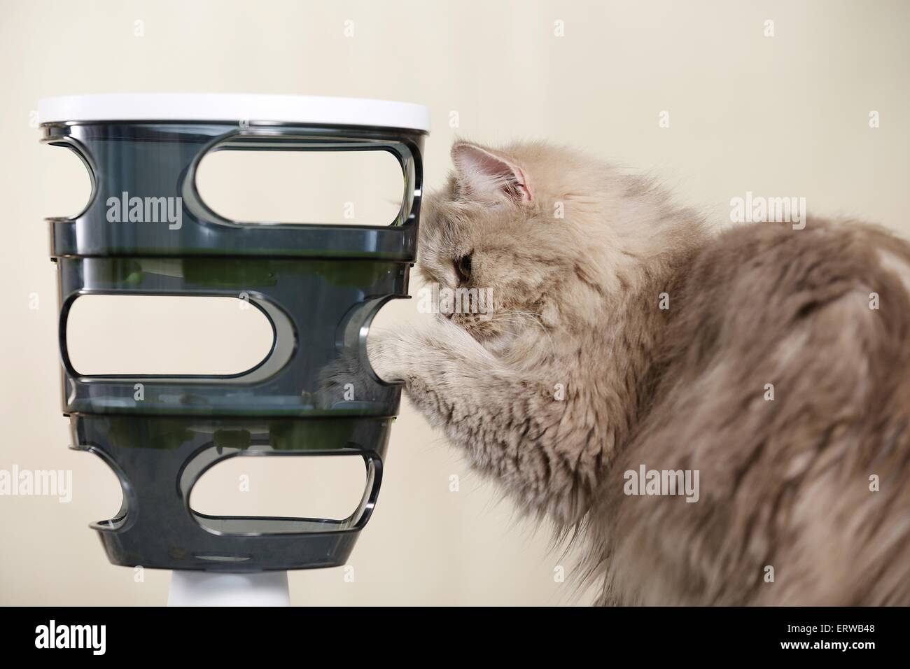 playing German Longhair Cat Stock Photo - Alamy