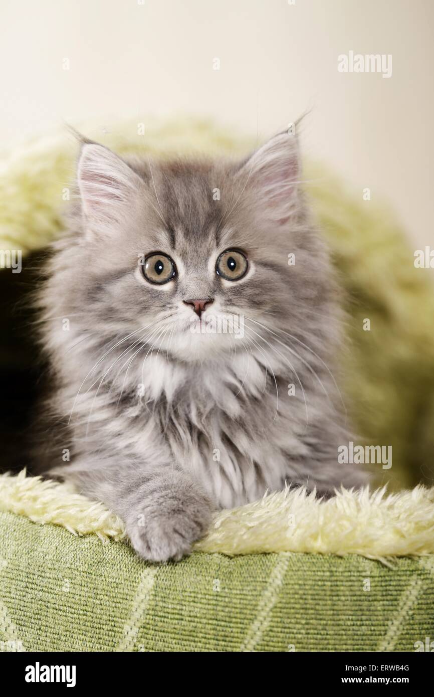 German Longhair Kitten Stock Photo - Alamy
