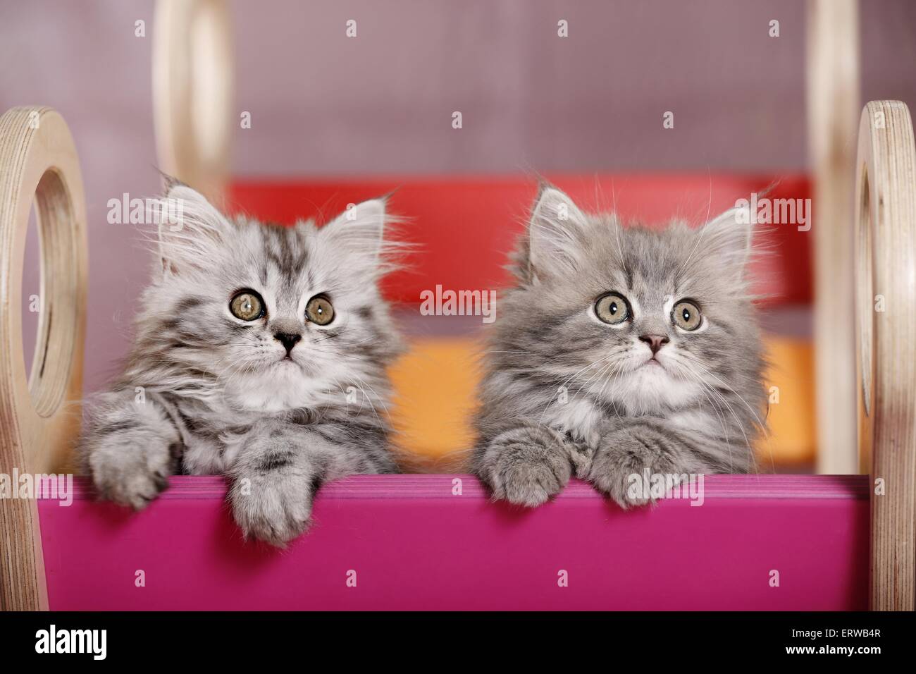 German Longhair Kitten Stock Photo - Alamy