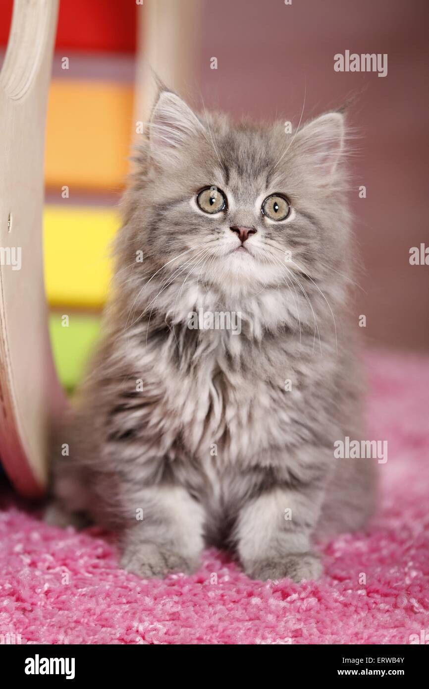 German Longhair Kitten Stock Photo - Alamy