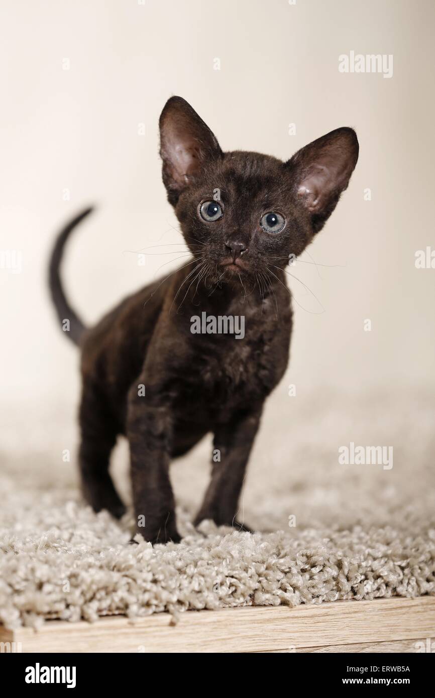 Ural Rex Kitten Stock Photo - Alamy