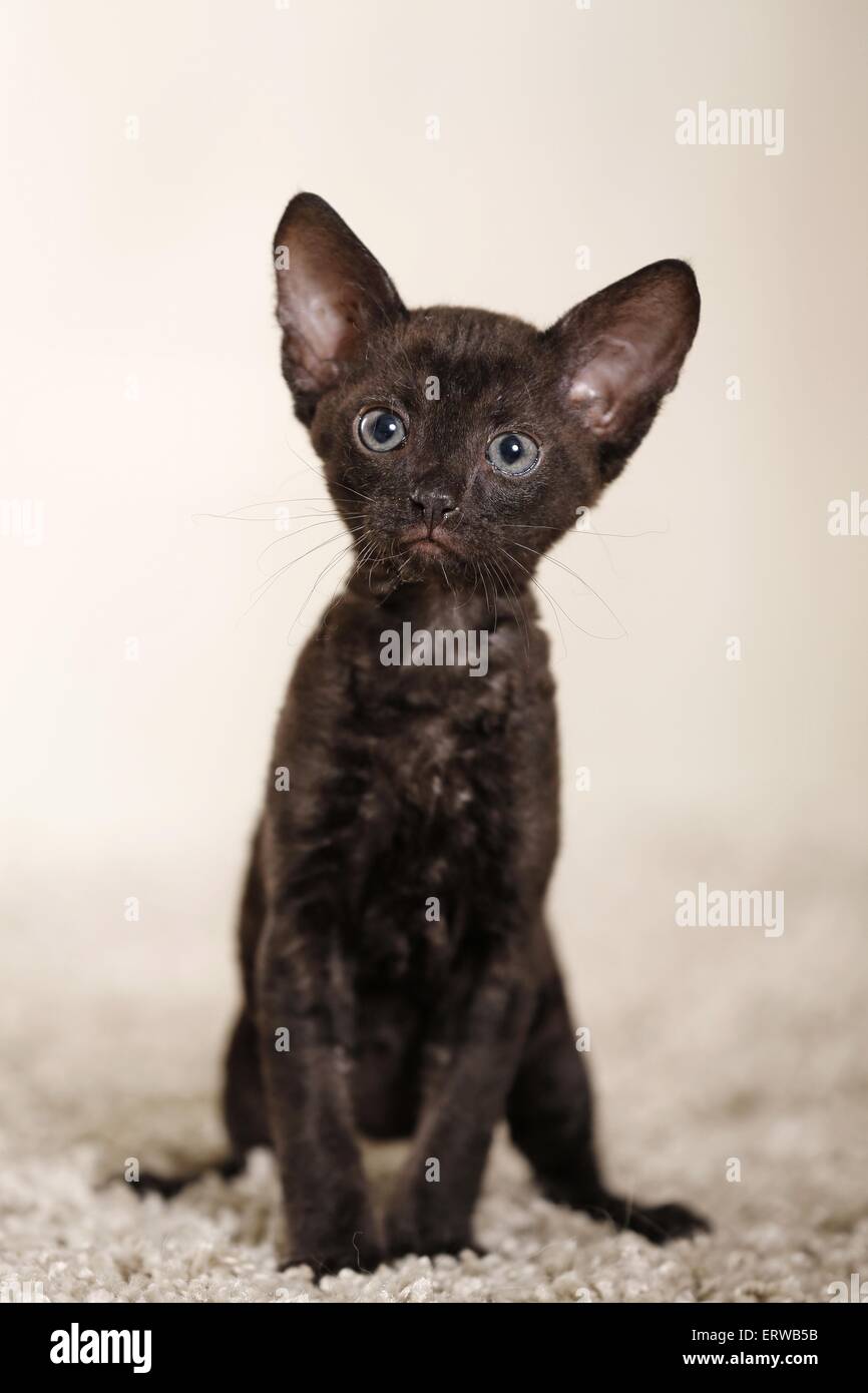 Ural Rex Kitten Stock Photo - Alamy