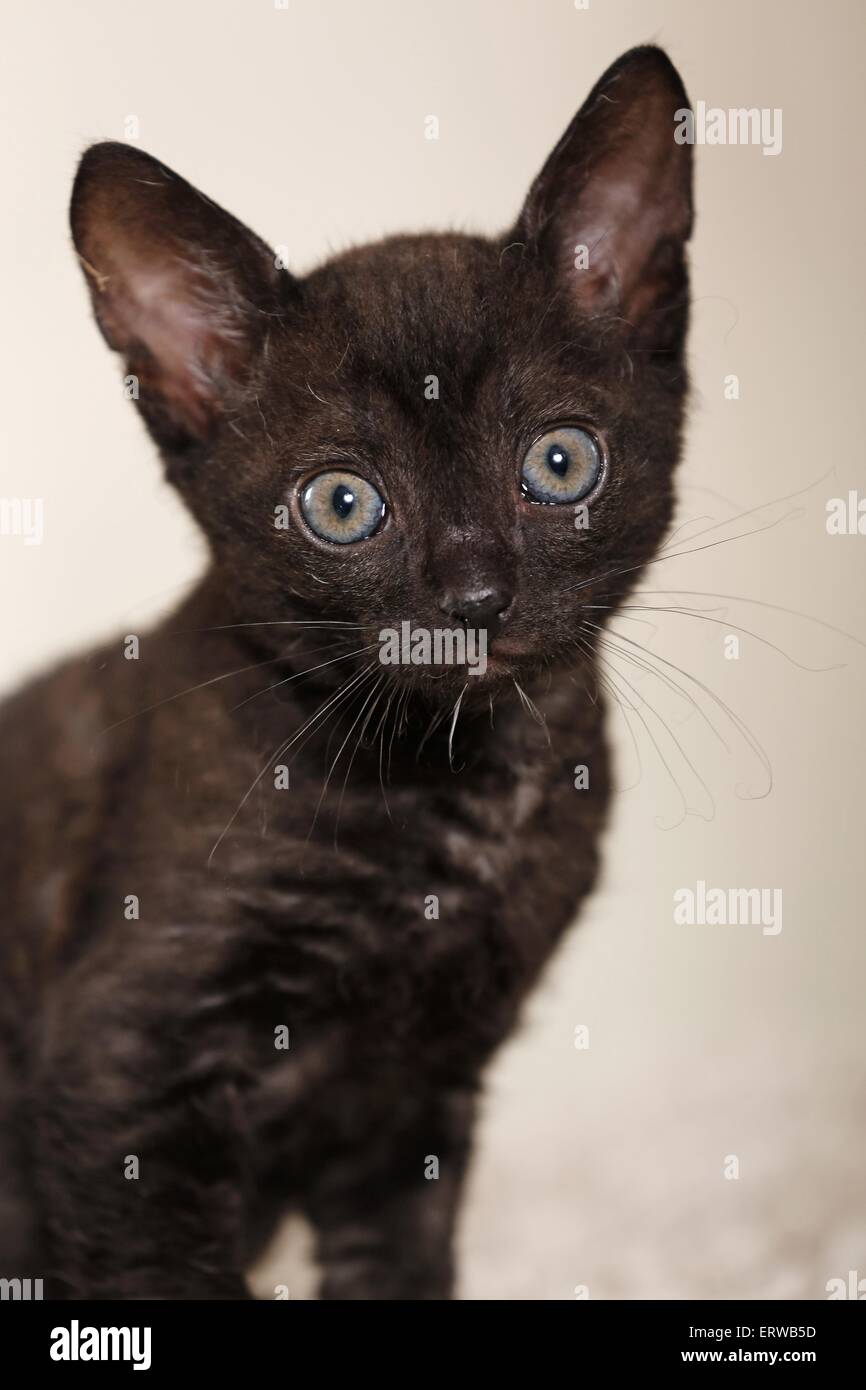 Ural Rex Kitten Stock Photo - Alamy