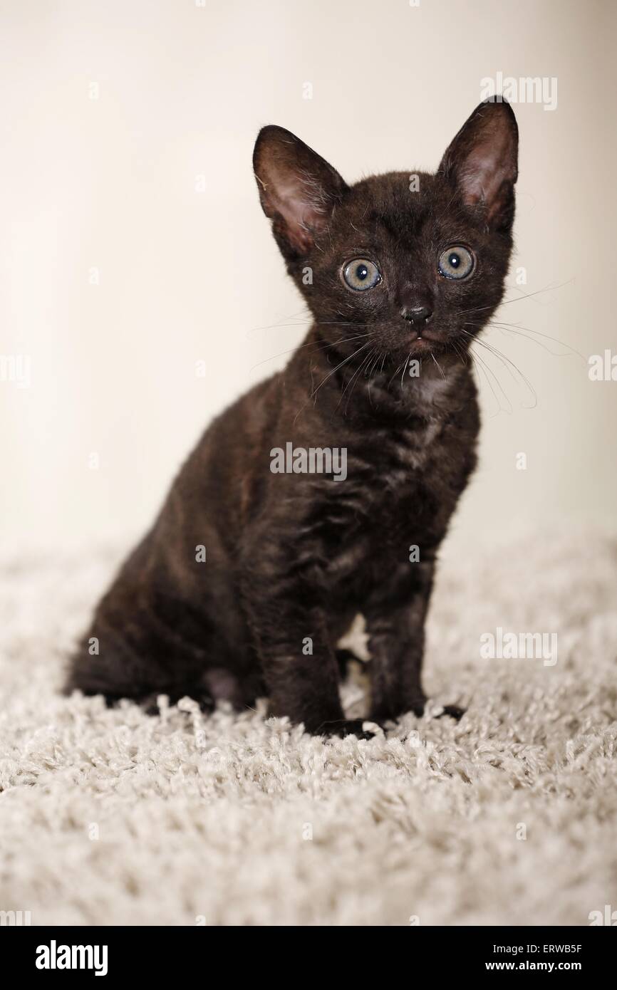 Ural Rex Kitten Stock Photo - Alamy