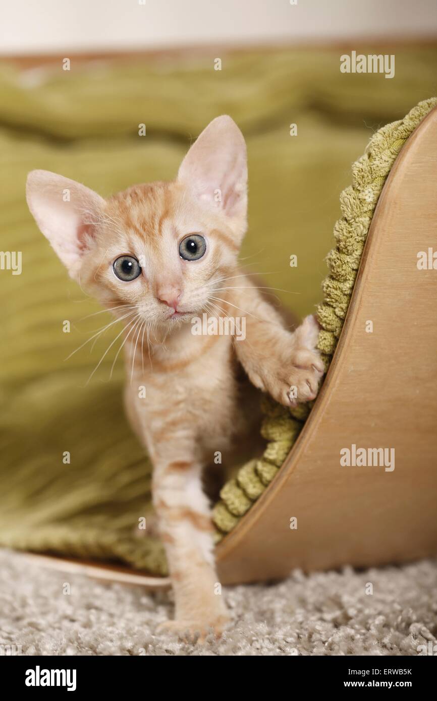 Ural Rex Kitten Stock Photo - Alamy