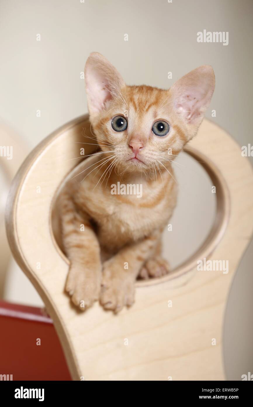 Ural Rex Kitten Stock Photo - Alamy