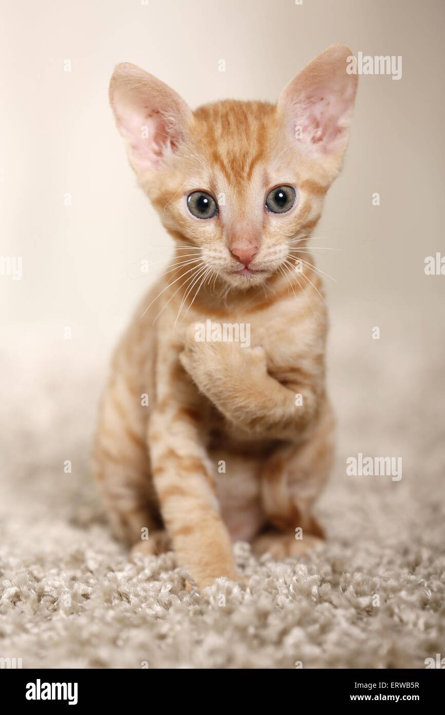 Ural Rex Kitten Stock Photo - Alamy