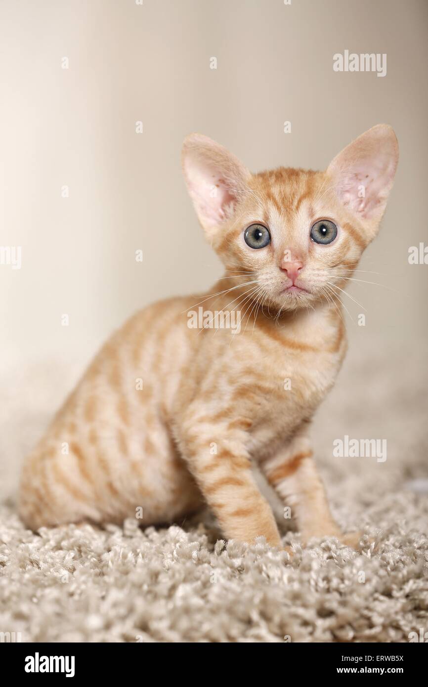 Ural Rex Kitten Stock Photo - Alamy