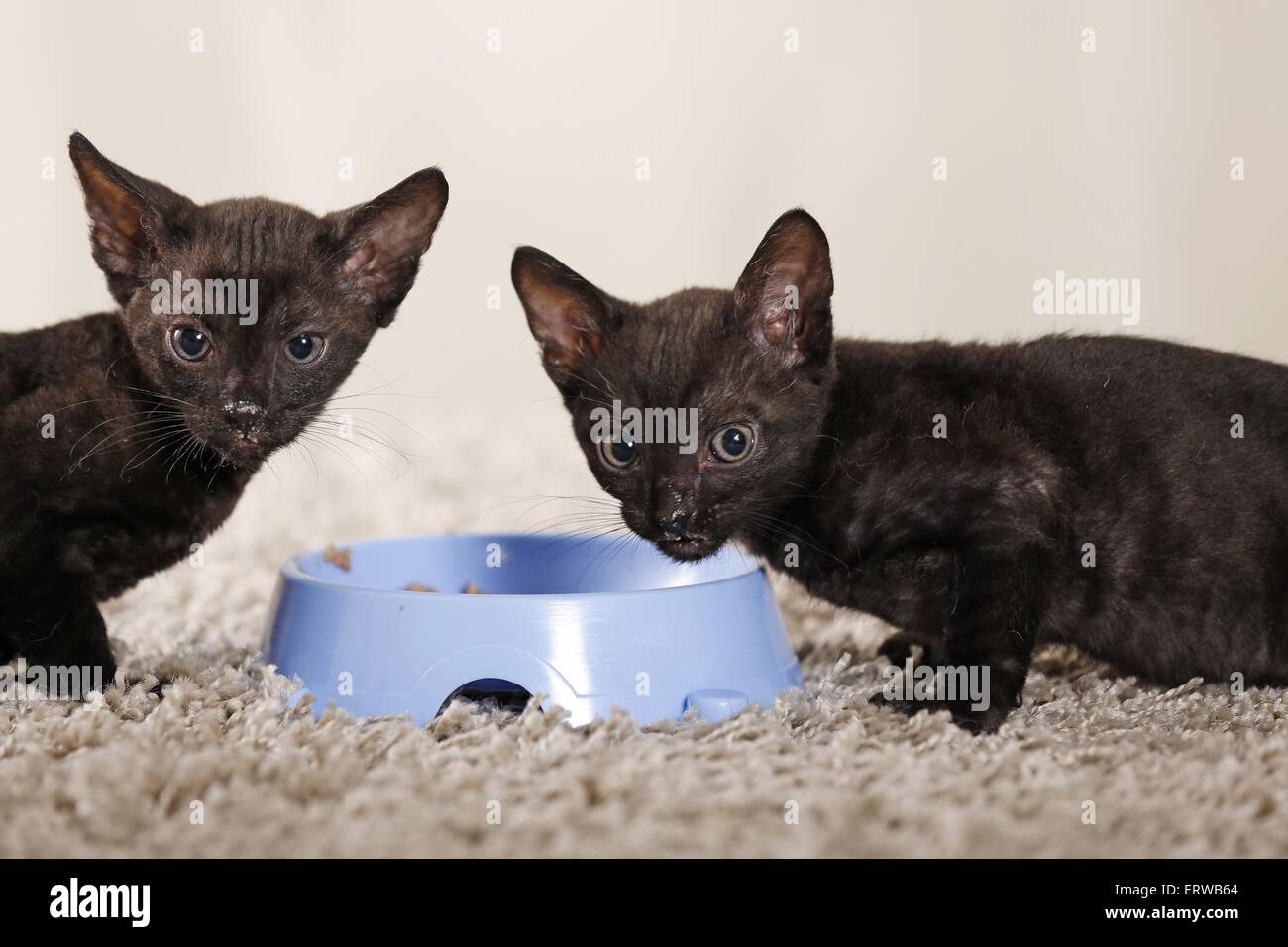 Ural Rex Kitten Stock Photo - Alamy