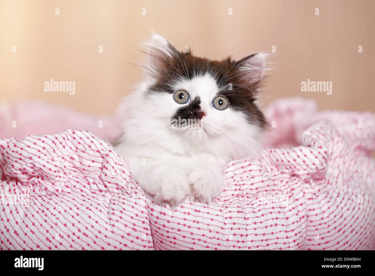 German Longhair Kitten Stock Photo - Alamy