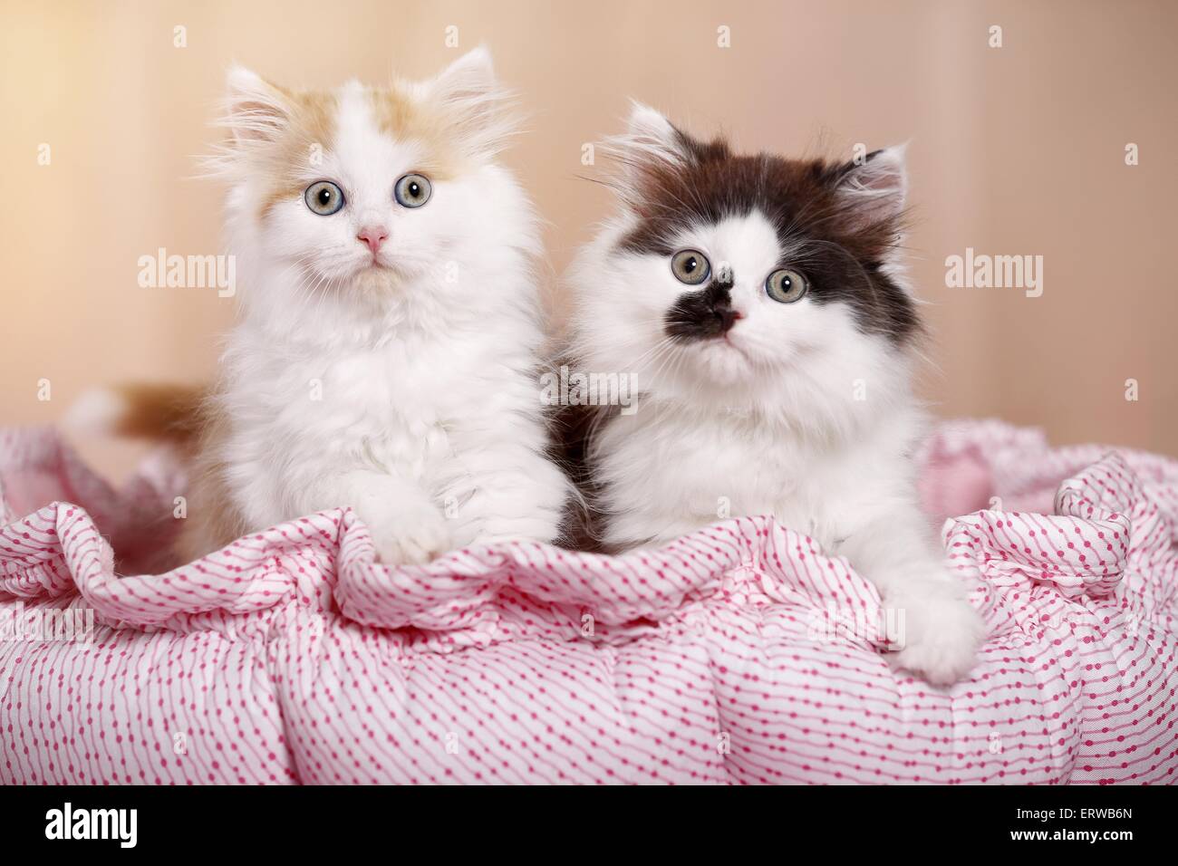 German Longhair Kitten Stock Photo - Alamy