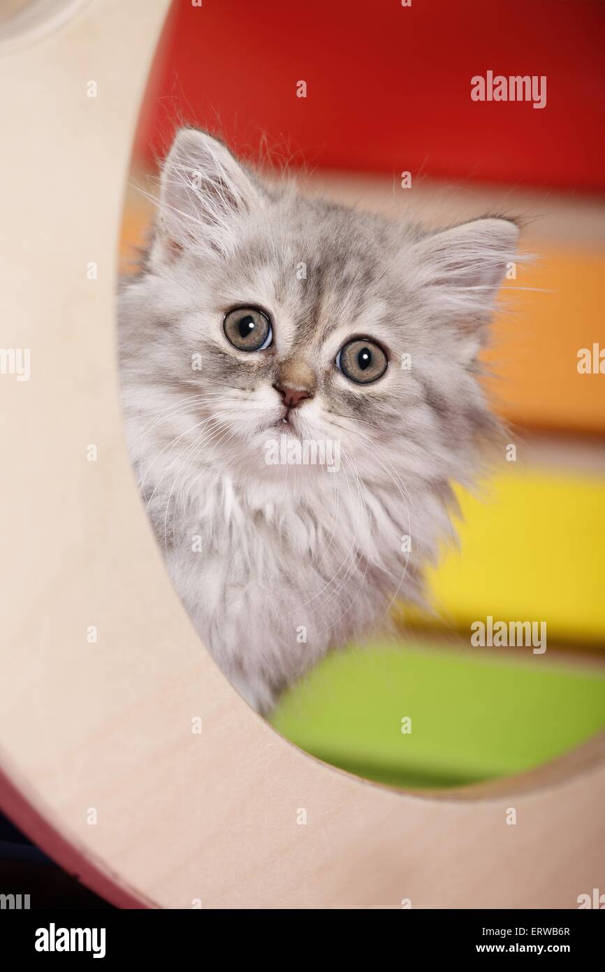German Longhair Kitten Stock Photo - Alamy