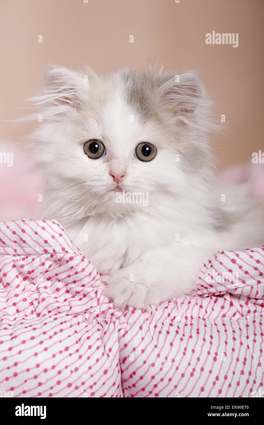 German Longhair Kitten Stock Photo - Alamy
