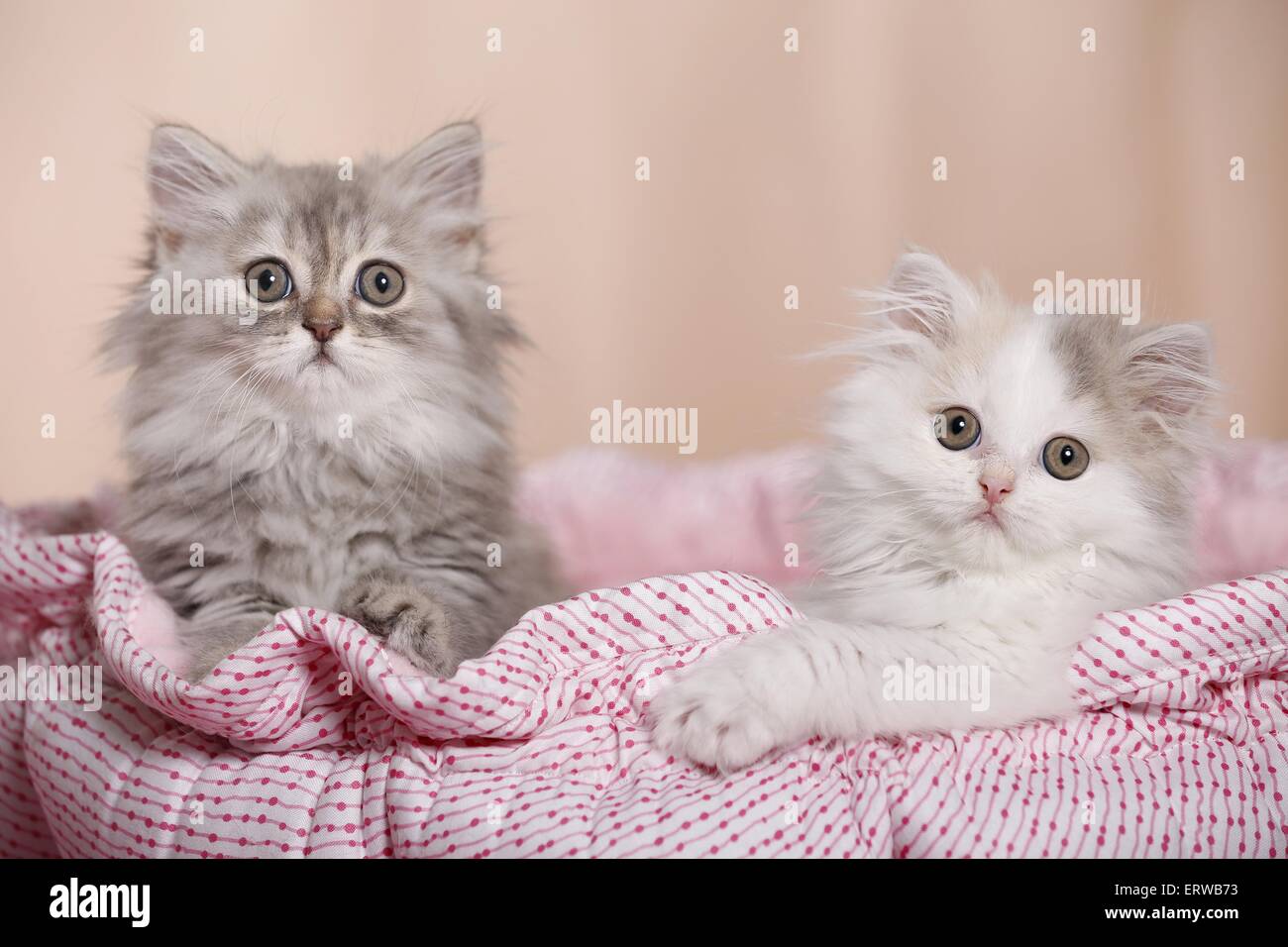 German Longhair Kitten Stock Photo - Alamy