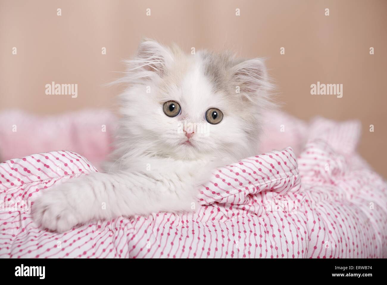 German Longhair Kitten Stock Photo - Alamy
